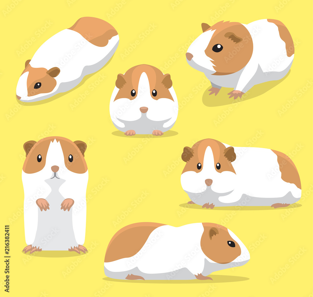 Cute Guinea Pig Poses Cartoon Vector Illustration Stock Vector | Adobe Stock