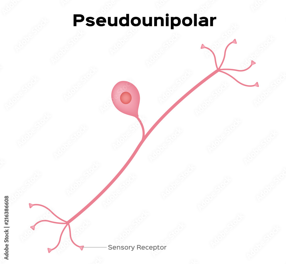 Pseudounipolar Neuron