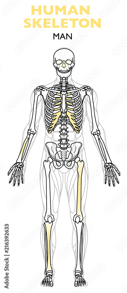 Scheletro umano, lo scheletro è la struttura interna del corpo composta ...
