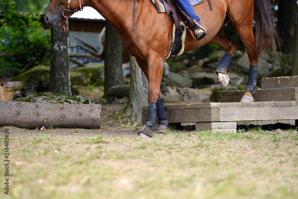 downstairs with a horse. Sorrel horse with a rider walking down wooden ...
