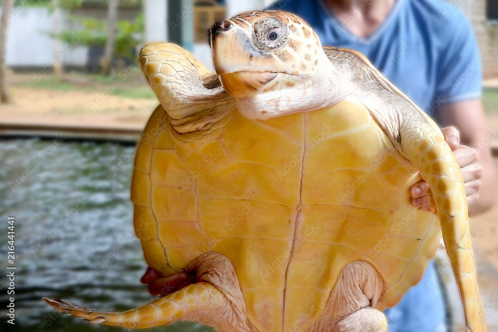 guy is holding a big yellow tortoise with a large beak. saving animals ...