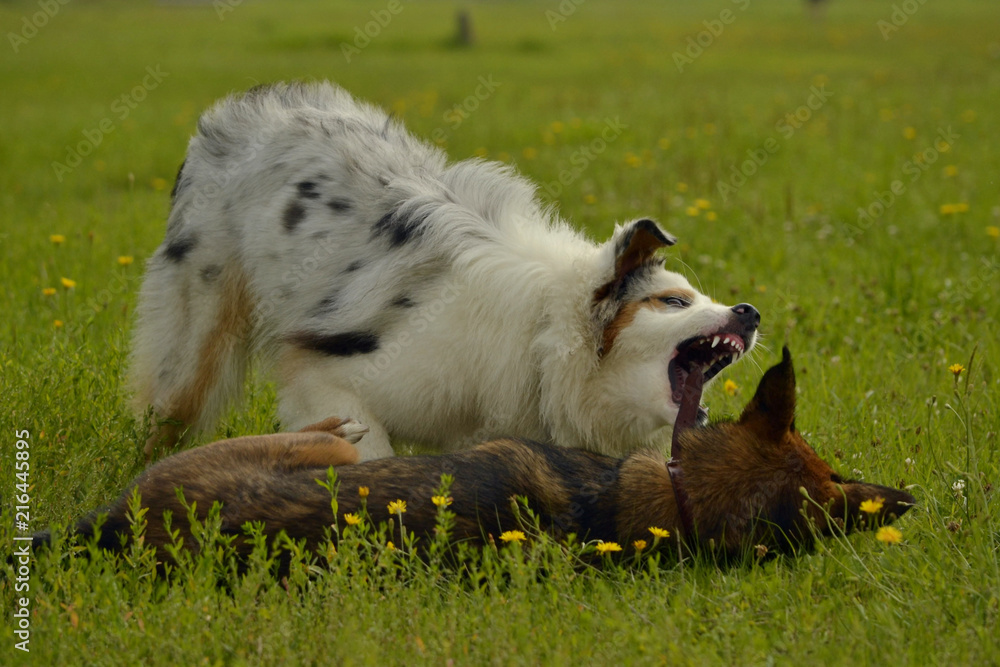 Are Australian Shepherds Considered Aggressive