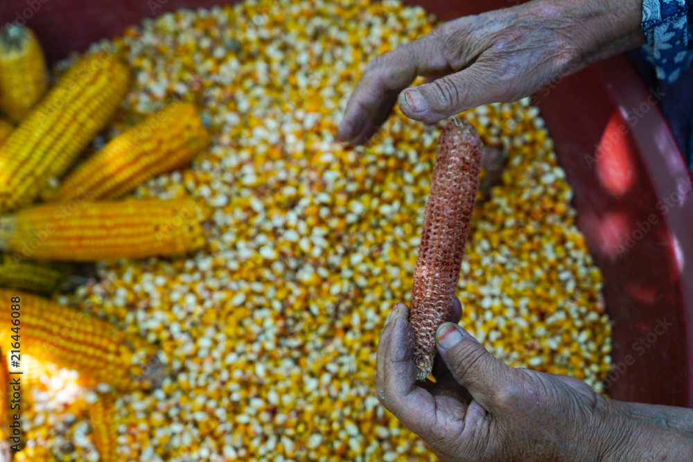 Detail of an elderly people hands holding a corn cobs and separating ...