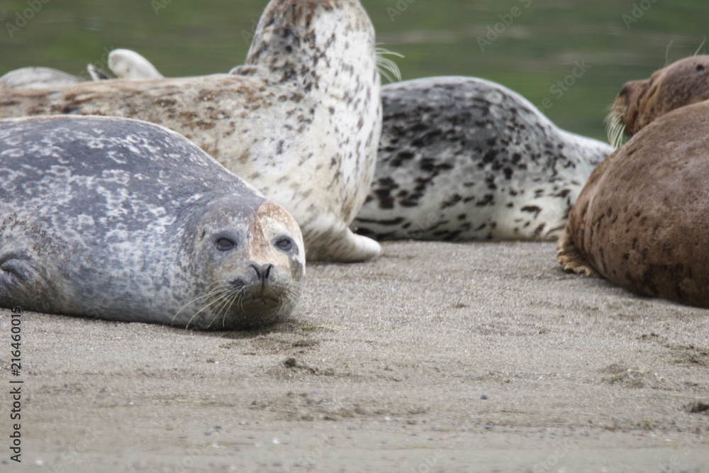 Goat Rock Beach - northwestern Sonoma County, California. Seals are on ...