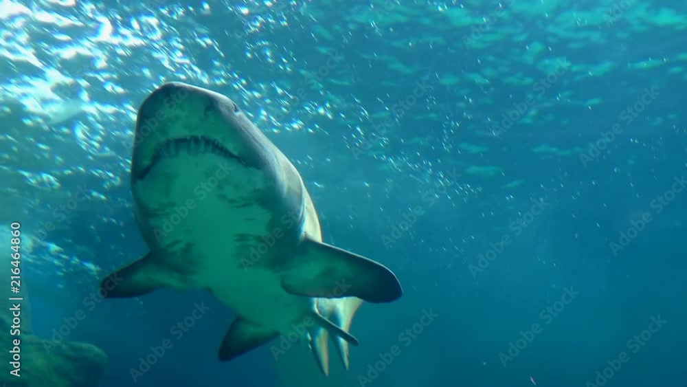 Big great white shark swimming slowly in a blue water. View from ...