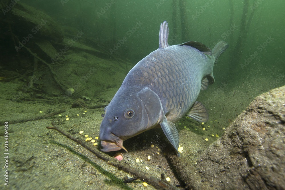 Freshwater Carp