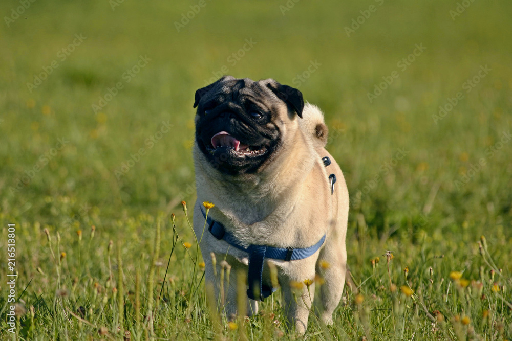 Sunstroke, health of pets in the summer. Young pug-dog. Sun. Funny face ...