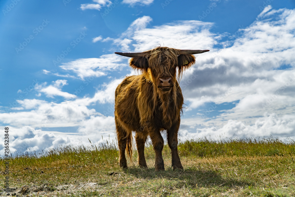Highland cattle in Denmark on the island Fanoe Stock Photo | Adobe Stock