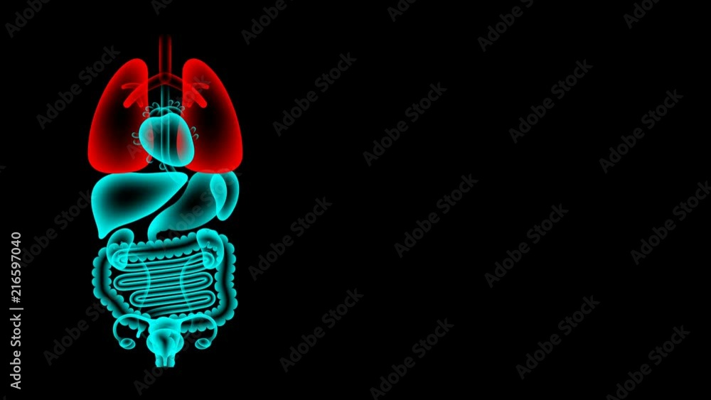 Human Female Organs X-ray set, Lung infection concept idea red color ...