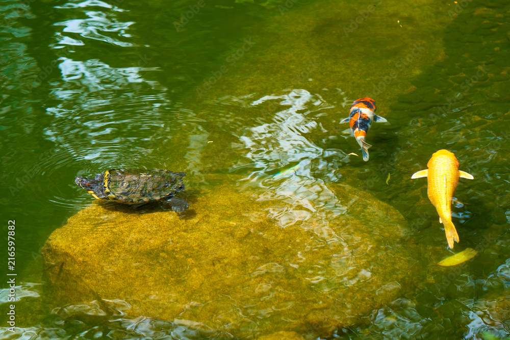 Exotic turtle species Red-eared Slider (Trachemys scripta elegans ...