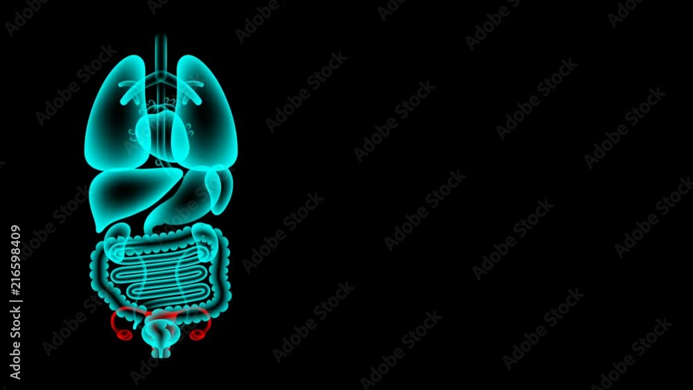 Video Stock Human Female Organs X-ray set, Uterus and ovaries infection ...