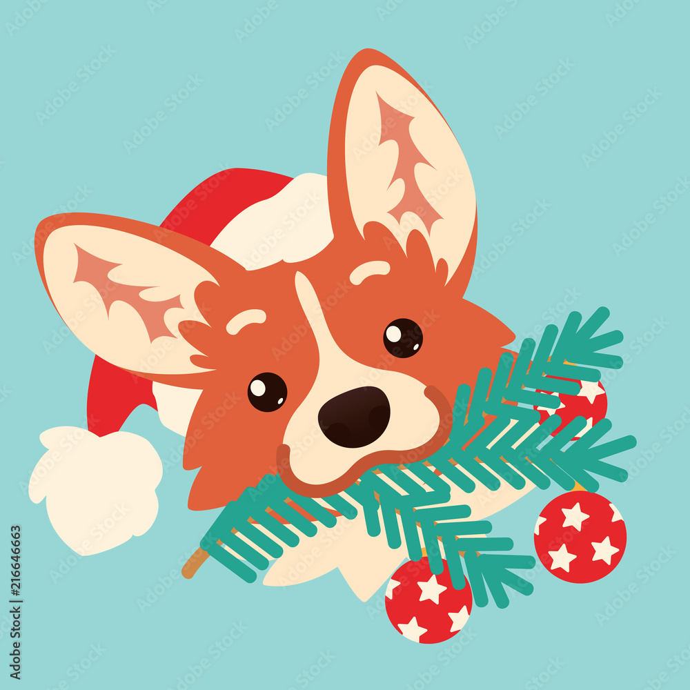 Cute corgi dog in Santa hat with Christmas tree branch in mouth ...