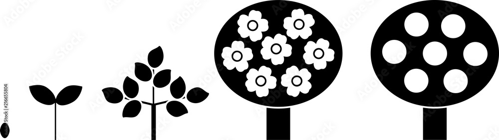 Life cycle of tree. Plant growth stage from seed to tree with fruits ...