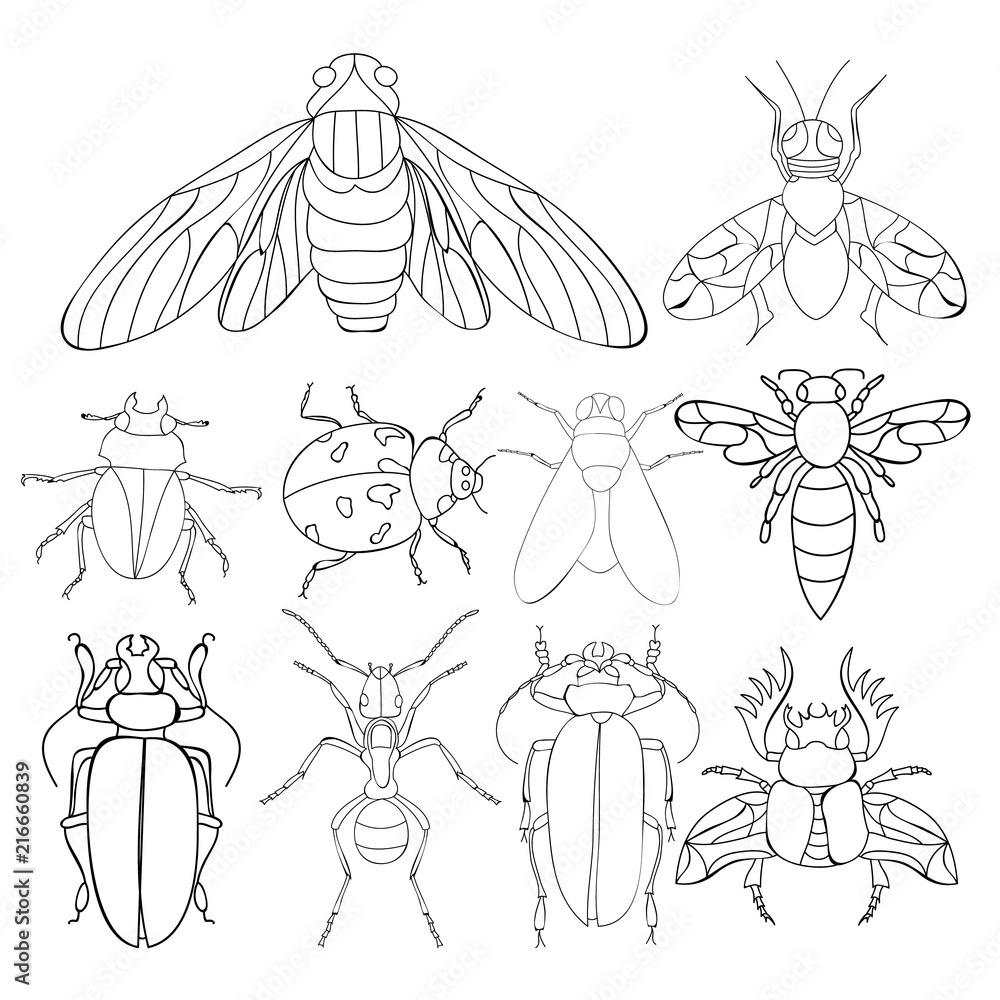Flies Coloring Pages