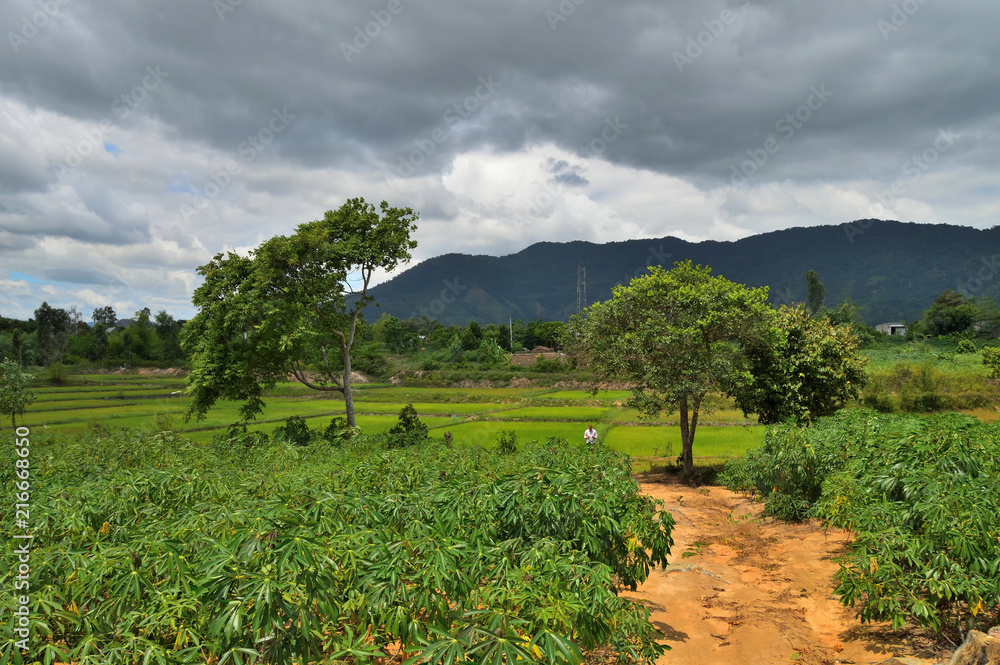 Vietnam's equatorial landscape, green vegetation covering the field ...