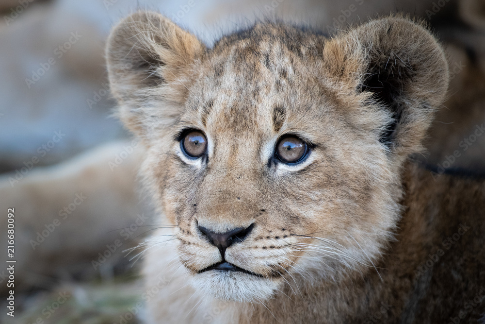 Curious lion cub with big bright eyes Stock Photo | Adobe Stock