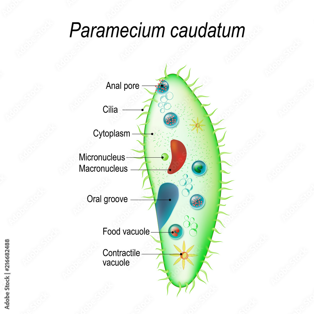 Structure of a paramecium caudatum Stock Vector | Adobe Stock