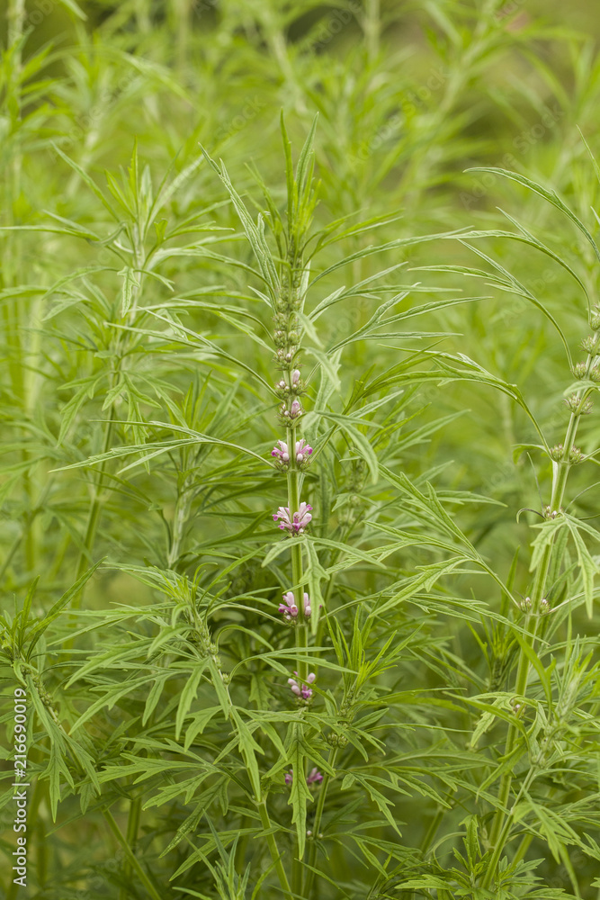 Leonurus sibiricus, commonly called honeyweed or Siberian motherwort ...