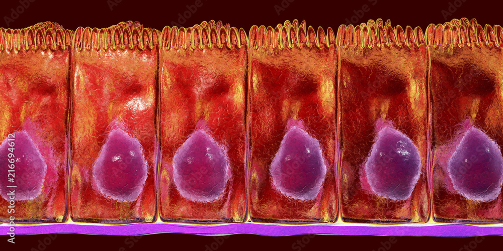 Simple columnar epithelium, 3D illustration. Histology background ...