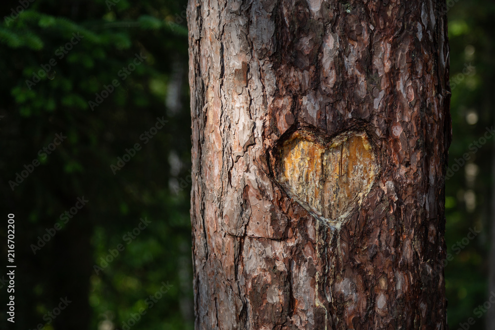 Heart Carved In Tree Stump