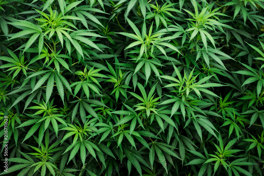 cannabis wallpaper marijuana plant background, leaf pattern, weed Stock ... cannabis wallpaper marijuana plant background, leaf pattern, weed Stock ...