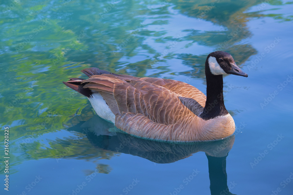 Floating Goose Stock Photo | Adobe Stock