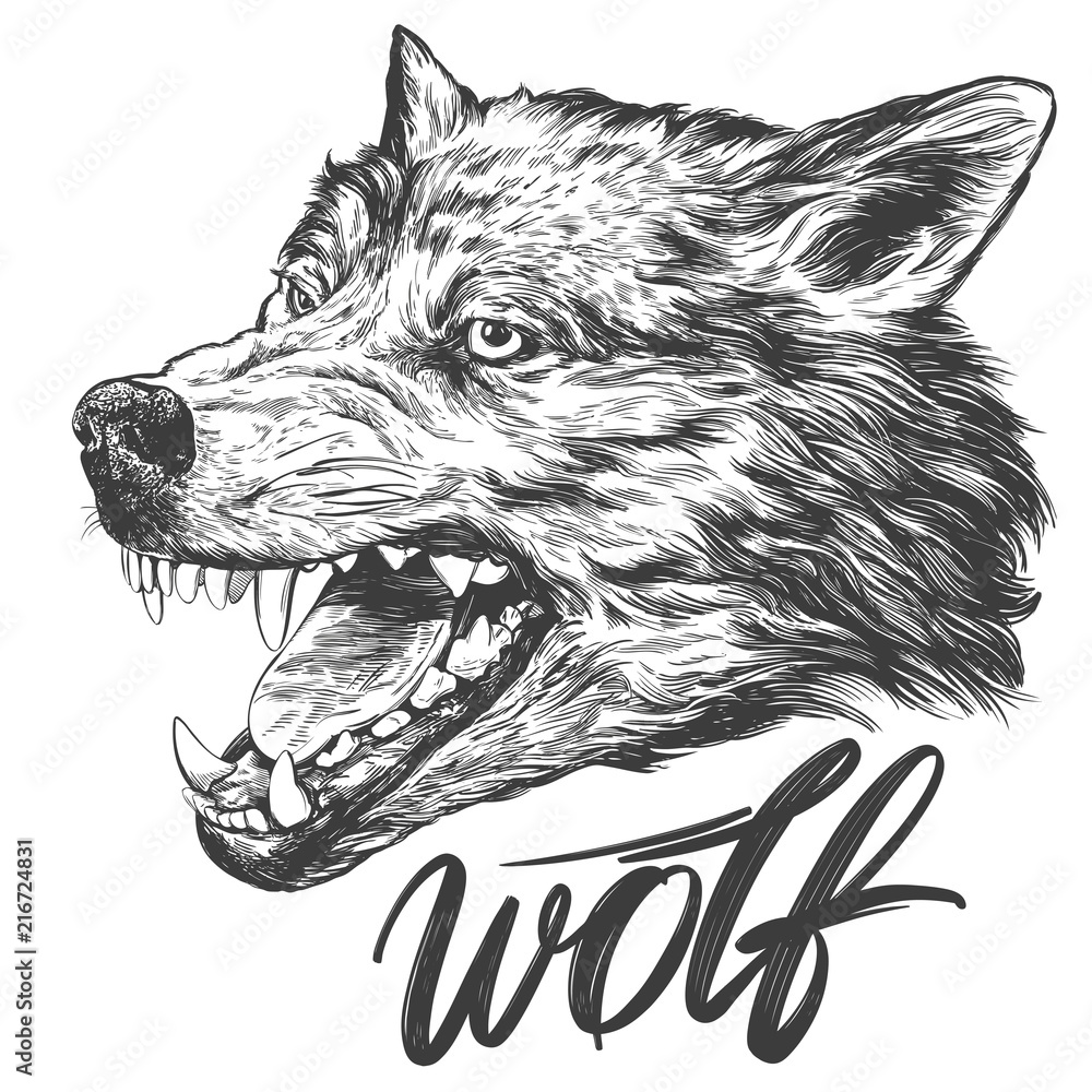 muzzle of a wolf, wildlife hand drawn vector illustration realistic ...