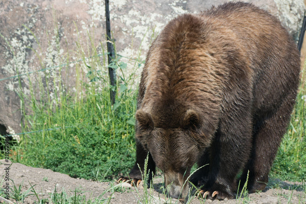 Alaskan grizzly bear (brown bear) standing looking down grass rocks ...