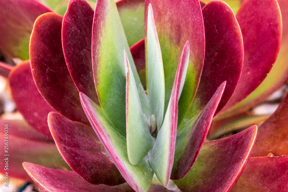 Paddle Plant, Red Pancakes, Flapjack, Desert Cabbage - Kalanchoe luciae ...