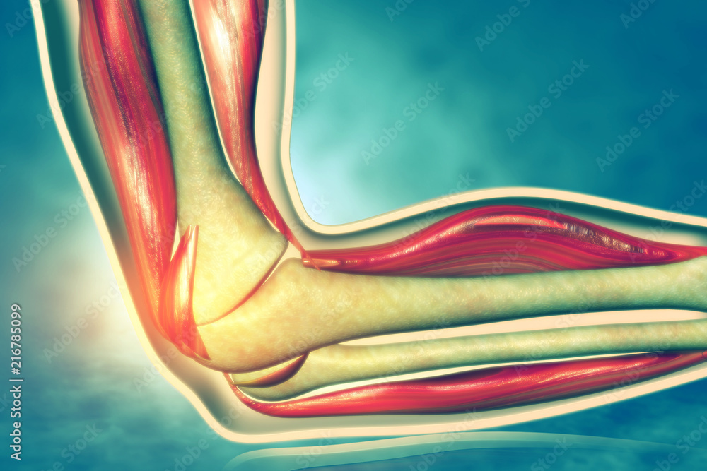 Anatomy of human elbow Stock Illustration | Adobe Stock