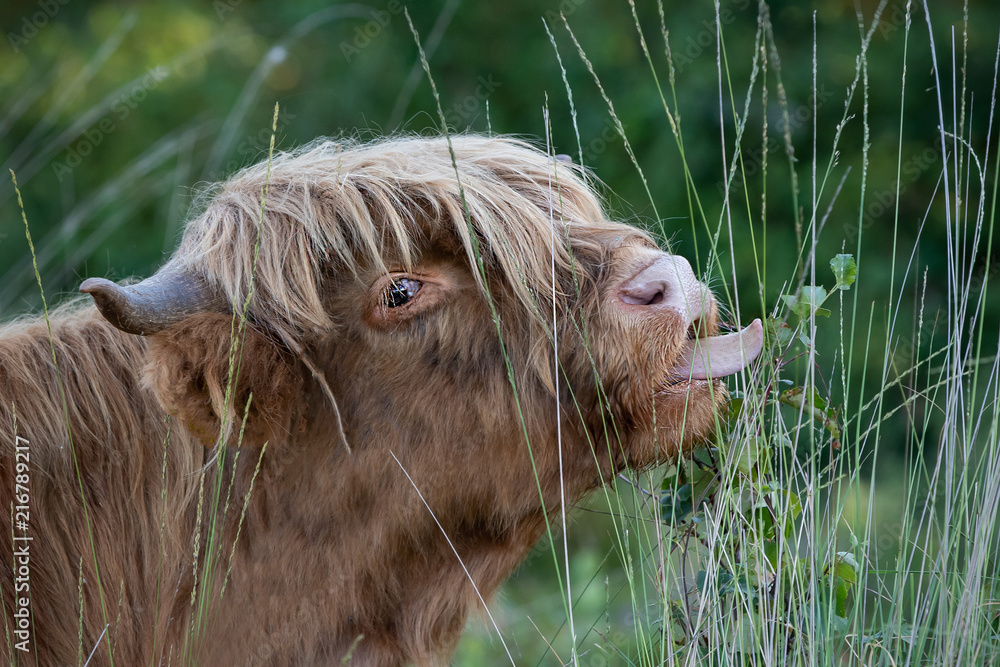 Highland Cow Eating Stock Photo | Adobe Stock