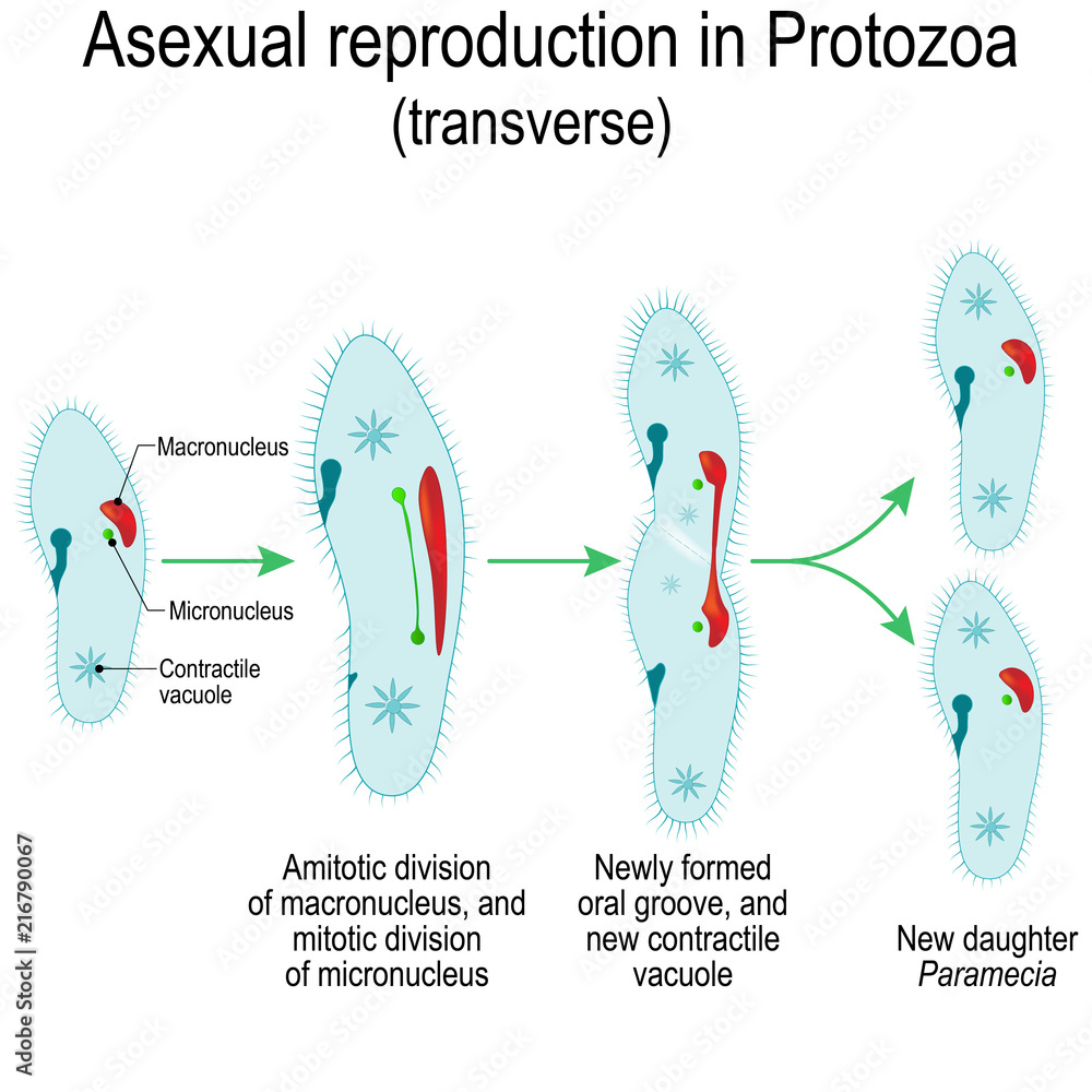 Asexual reproduction in Protozoa. Paramecia division Stock Vector ...