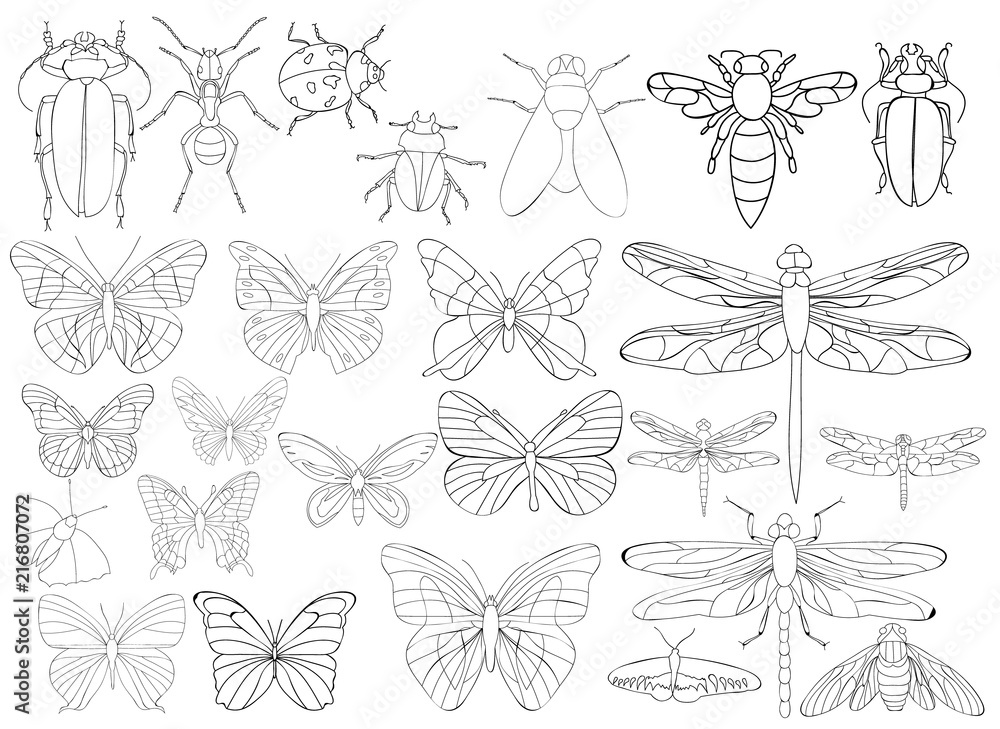 vector, isolated, set of insects, beetles and butterflies, coloring ...