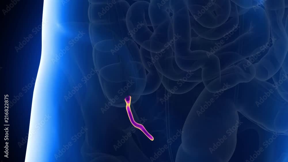 medically accurate 3d animation of the human appendix Stock ビデオ | Adobe ...
