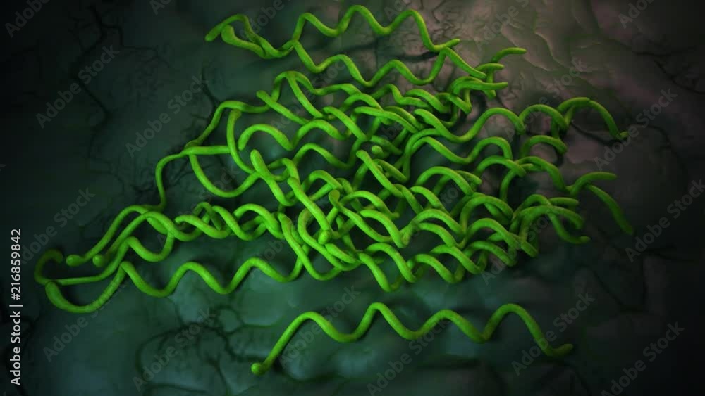 3d rendered medically accurate animation of the syphilis bacteria Stock ...