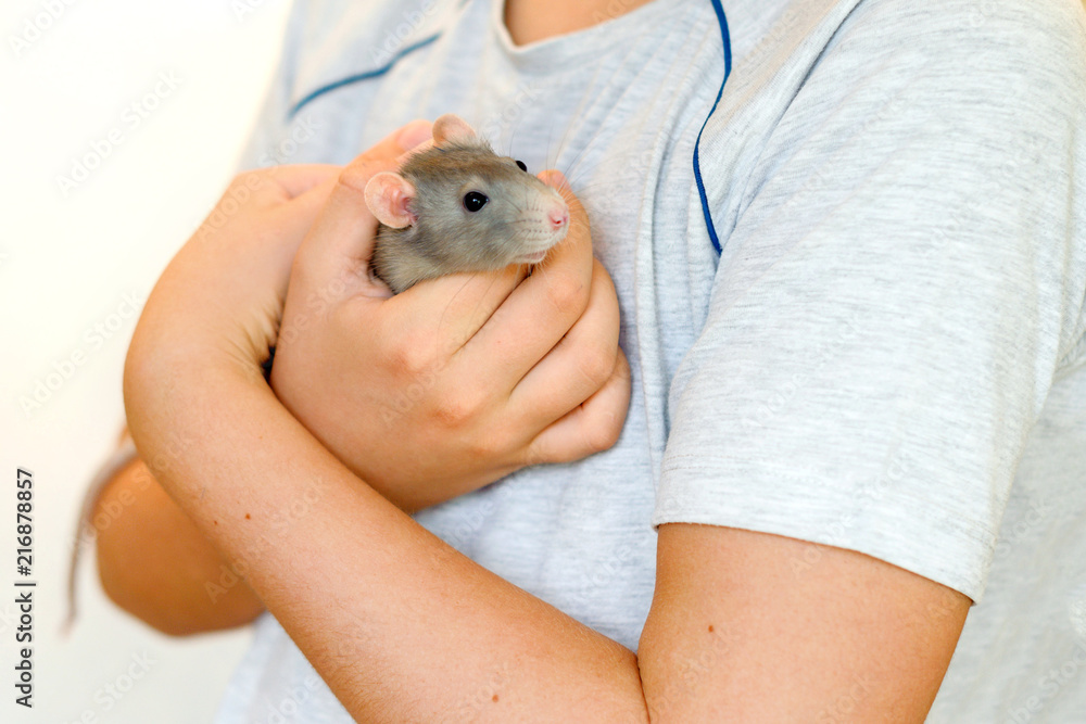 The boy gently squeezes the rat in his hand, the rat looks into the ...