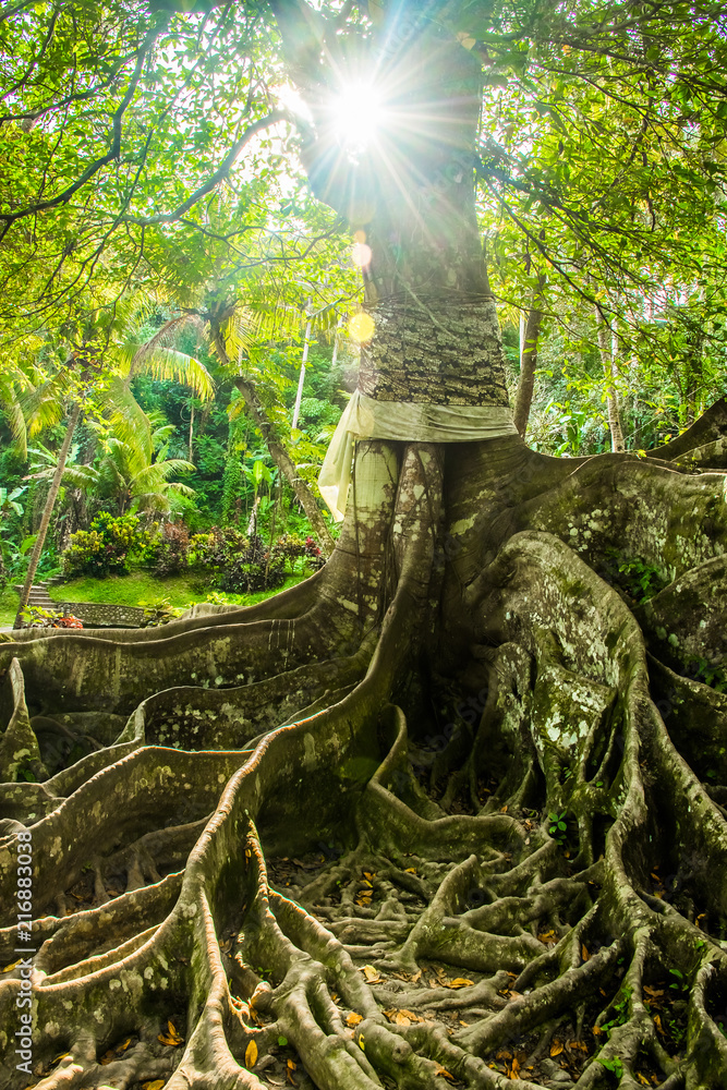 Huge tree with roots of the balinese temple Goa Gajah, Elephant Cave in ...