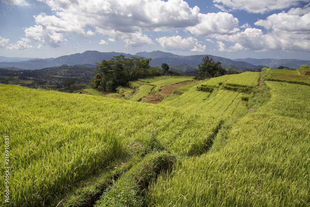 Multiple levels of the Golo Cador Rice Terraces in Ruteng on Flores ...