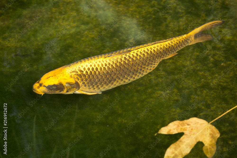 Japanese colored carp, koi fish.(Cyprinus carpio haematopterus). Stock ...
