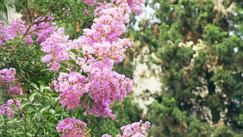 Lagerstroemia indica flower is a large bouquet of purple hanging from ...