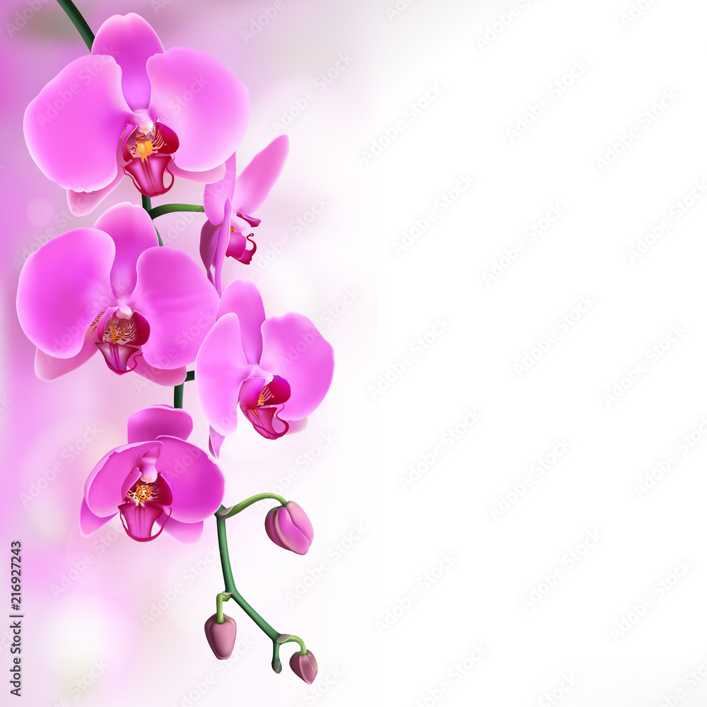 Purple Orchid Background