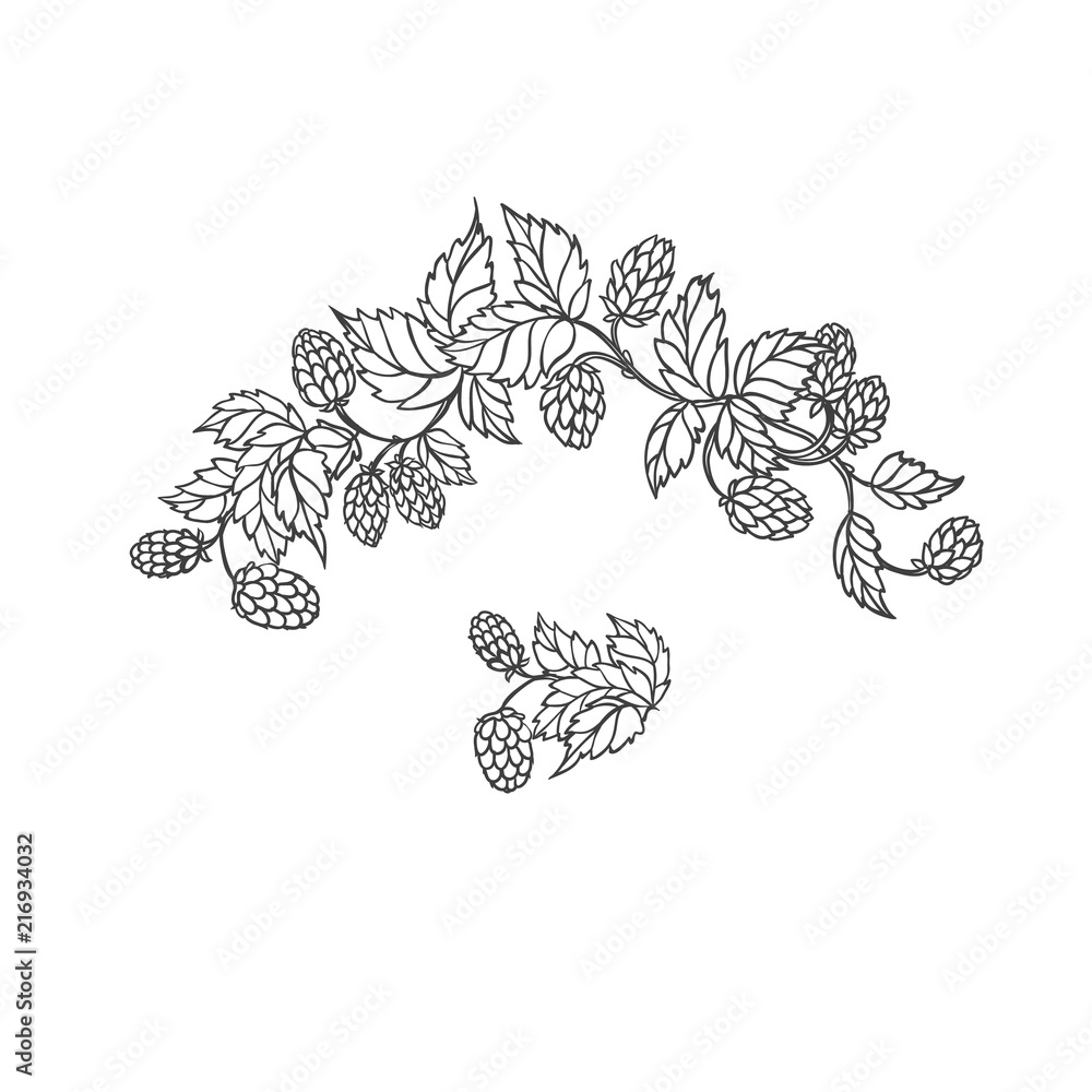 Vector sketch branch of hops. Symbol brewing and main component in ...