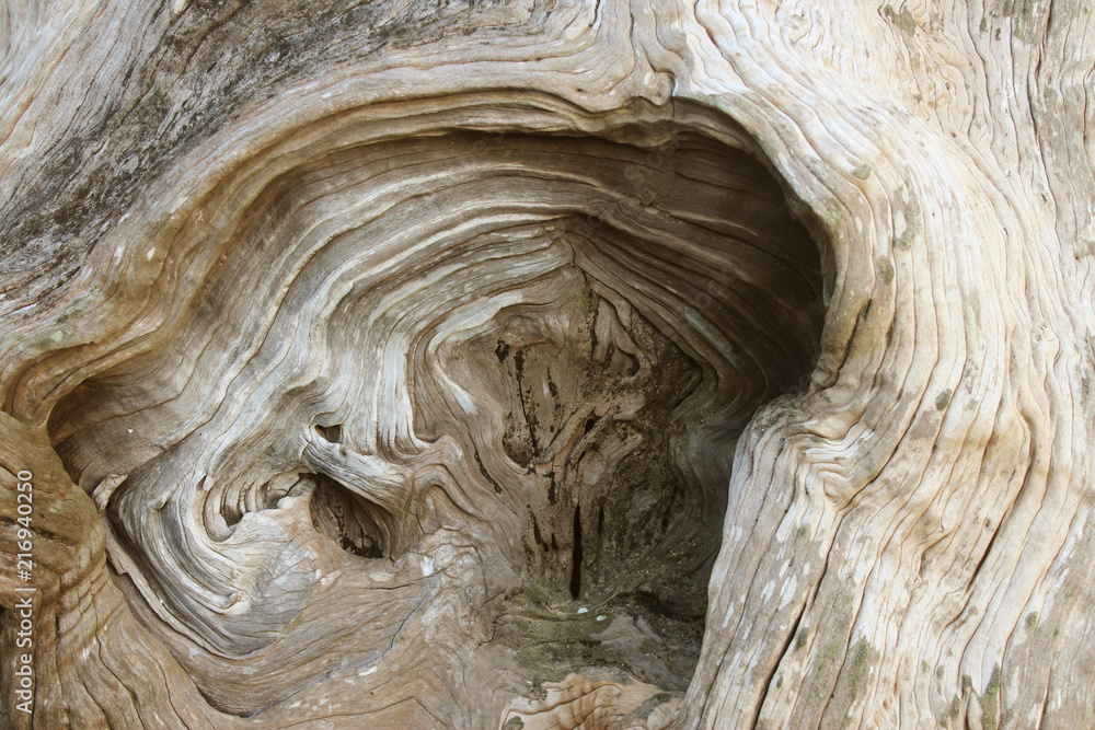 Wood texture on the old tree stump roots. Wavy lines. image of Bark ...