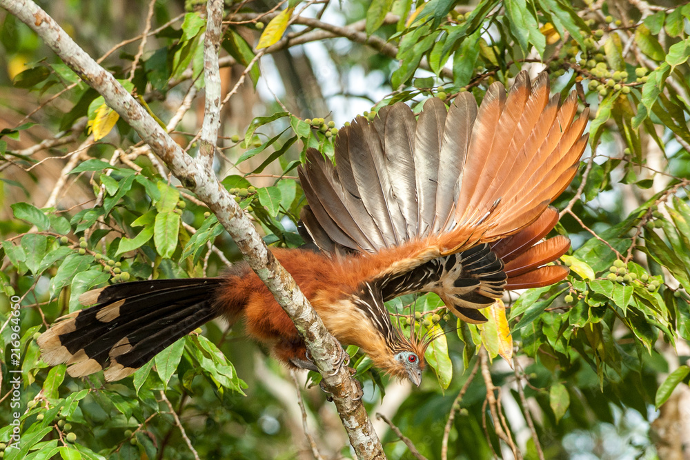 Ecuador amazonia Hoatzin take off from tree Stock Photo | Adobe Stock