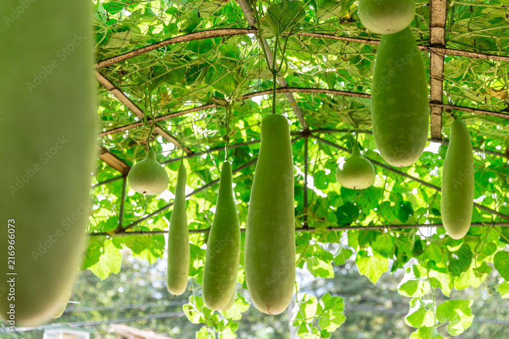 Long Calabash Gourd big hanging vegetable vine green in countryside ...