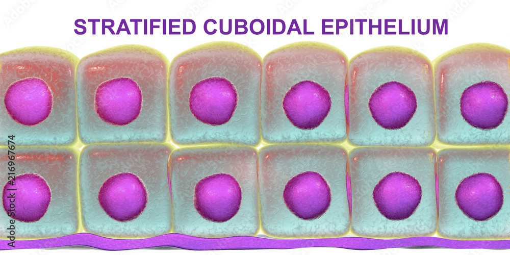 Stratified Cuboidal Epithelium Diagram