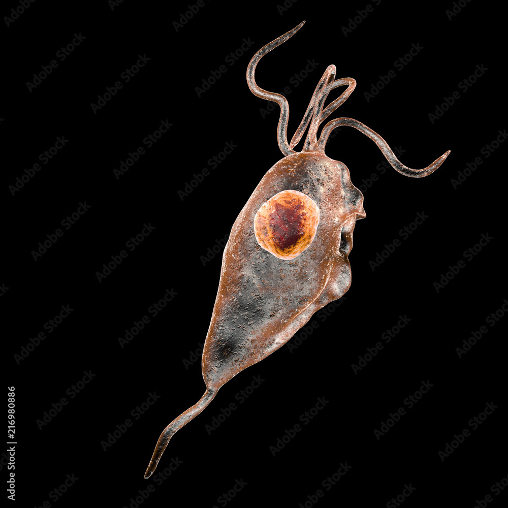 Trichomoniasis Parasite
