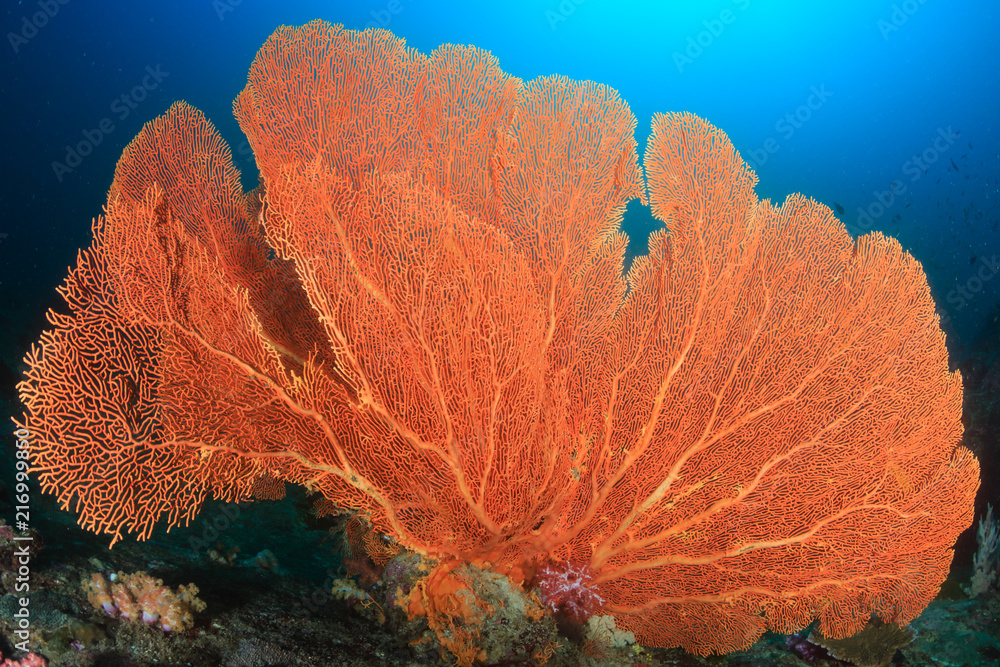Sea Fan