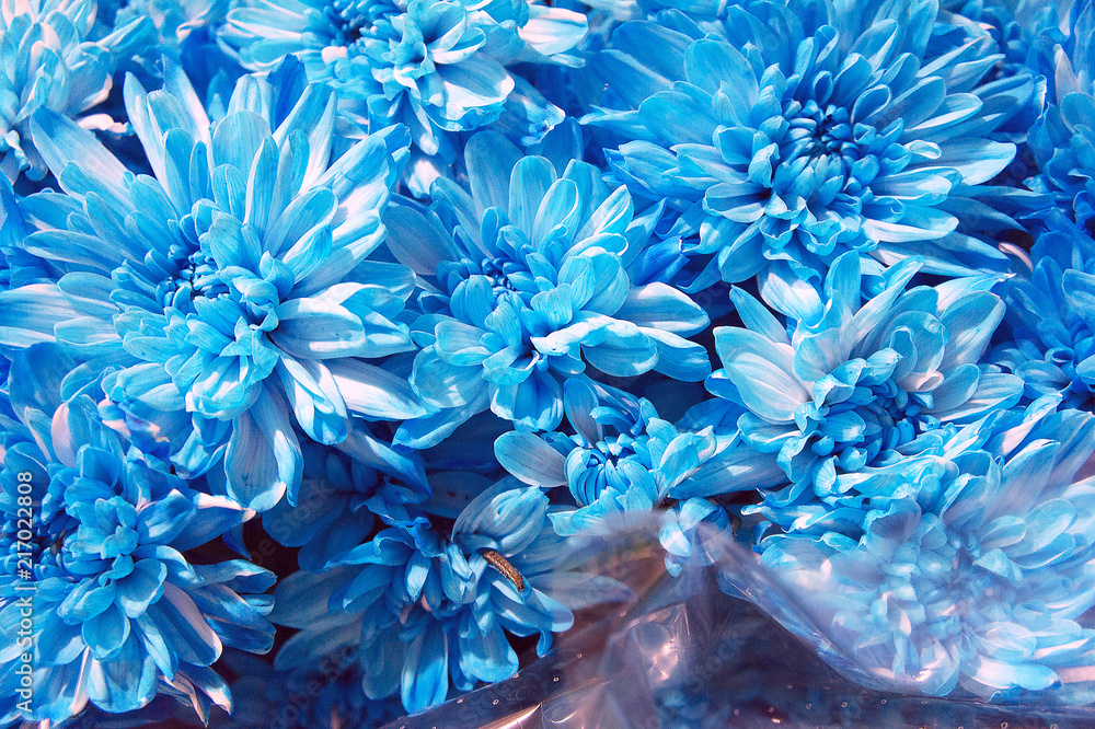 Blue Chrysanthemum Flower