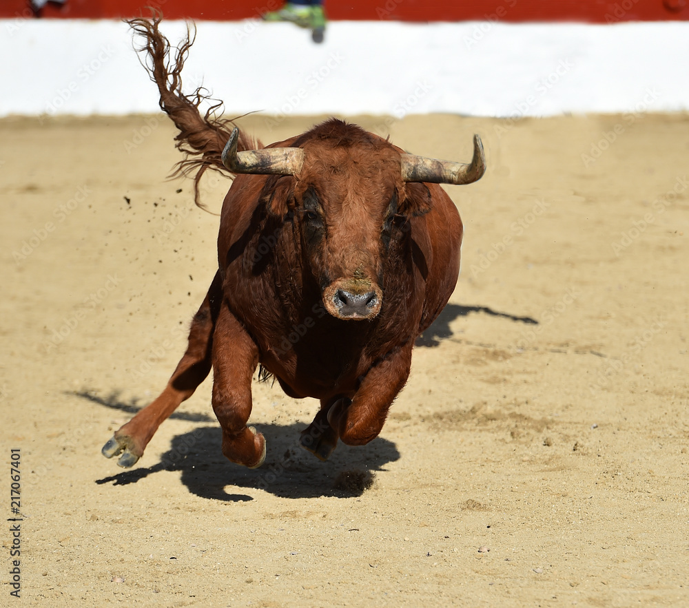 toro en españa Stock Photo | Adobe Stock